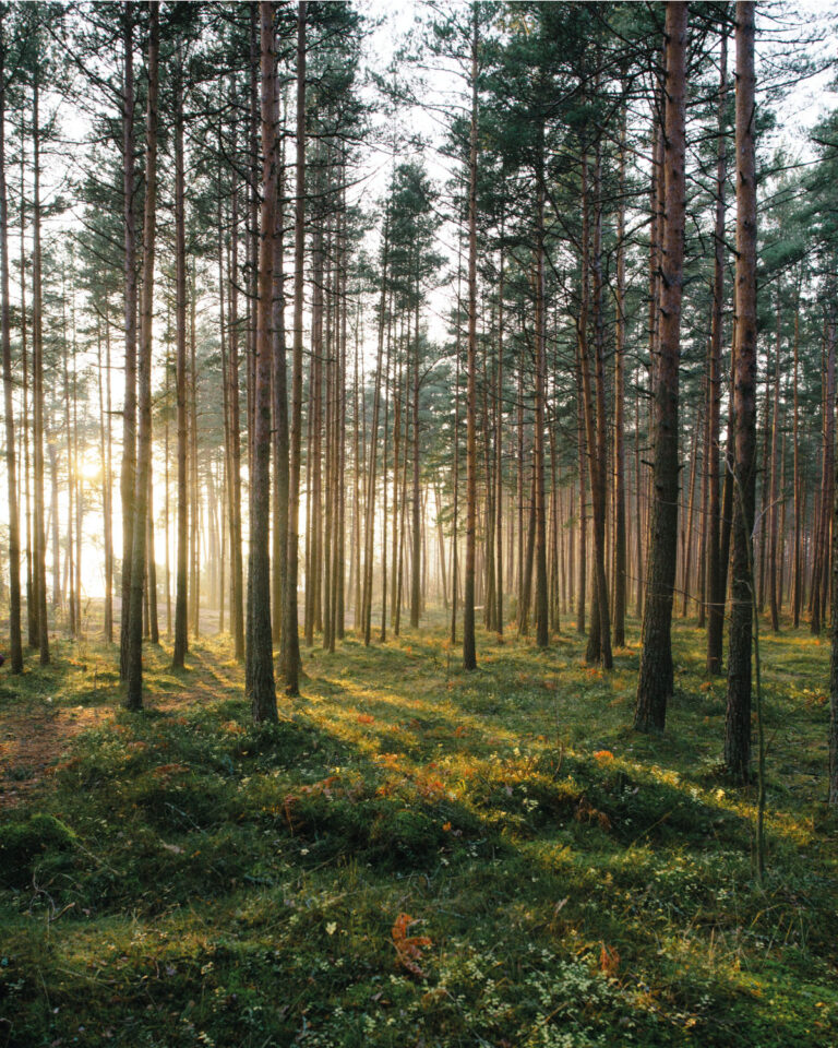 ESG ¿Qué es y cuáles son sus criterios? – RIC Energy